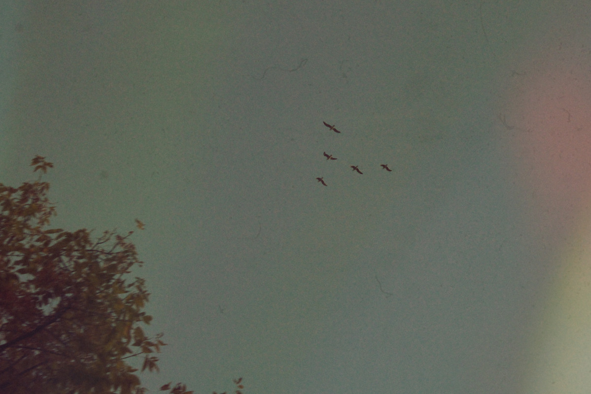 1 1 IMG 8526 — Postimages