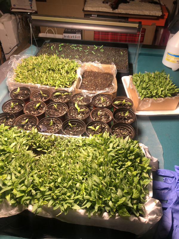 IMG 4598 — Postimages