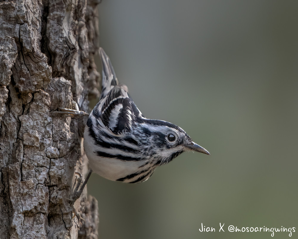 Z8 W0406 SW — Postimages