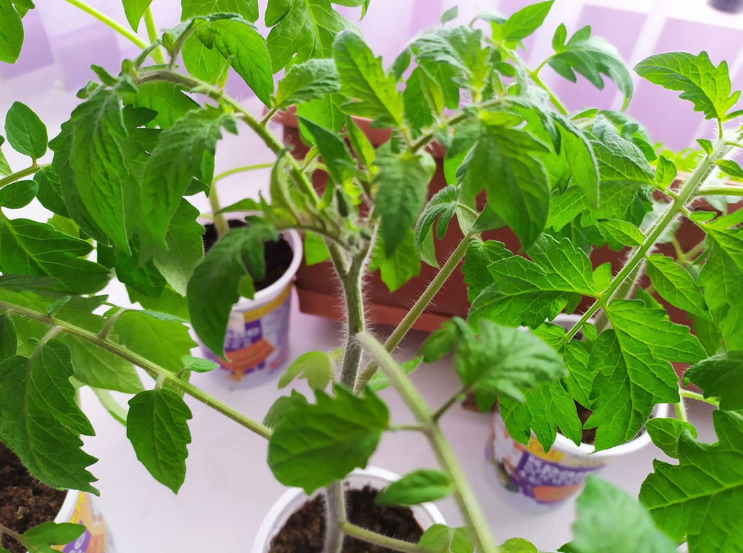 91568547 547930852524389 2740915735940300800 n — Postimages