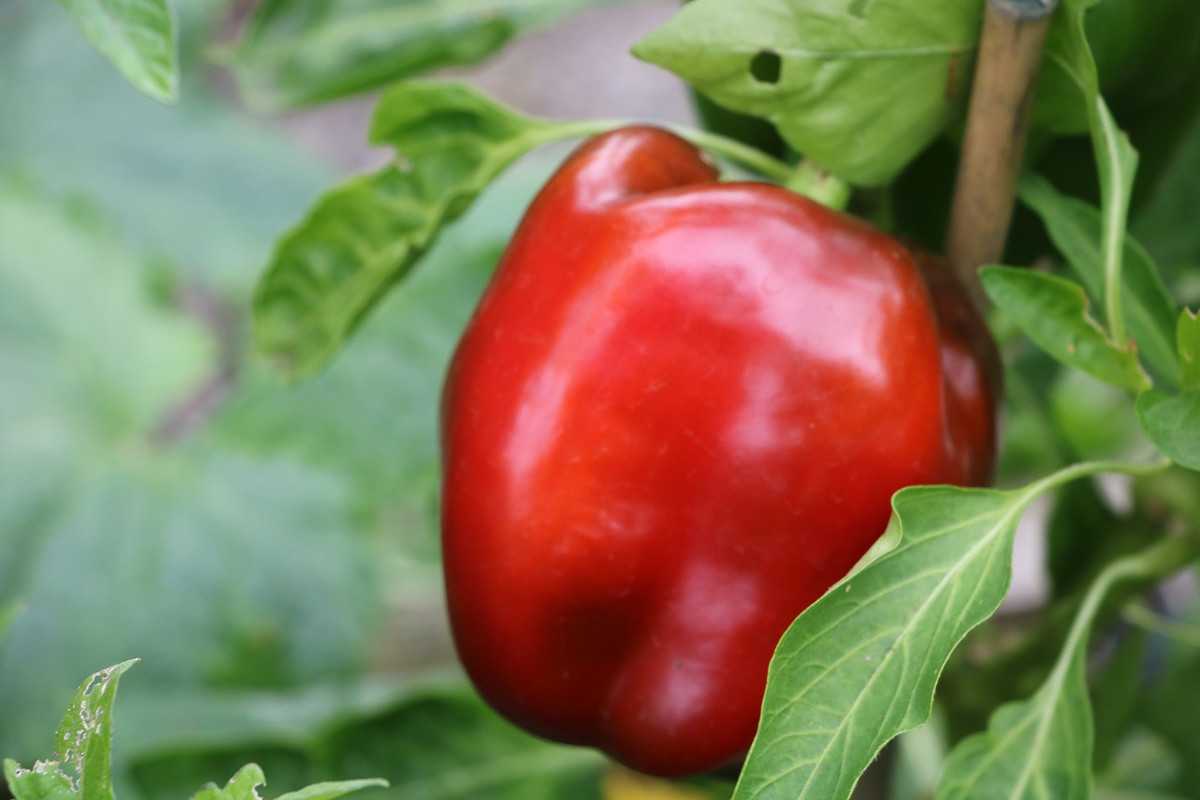 Your peppers please! | Page 18 | Rollitup