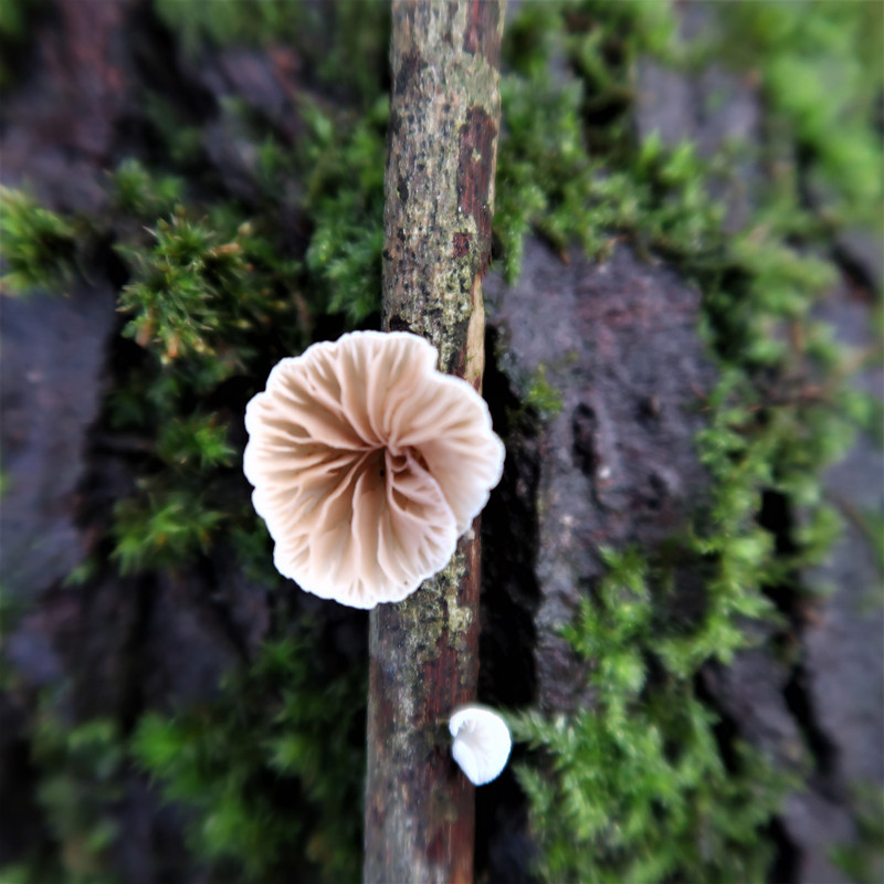Variable Oysterling ( Crepidotus variabilis) 015 (2) — Postimages