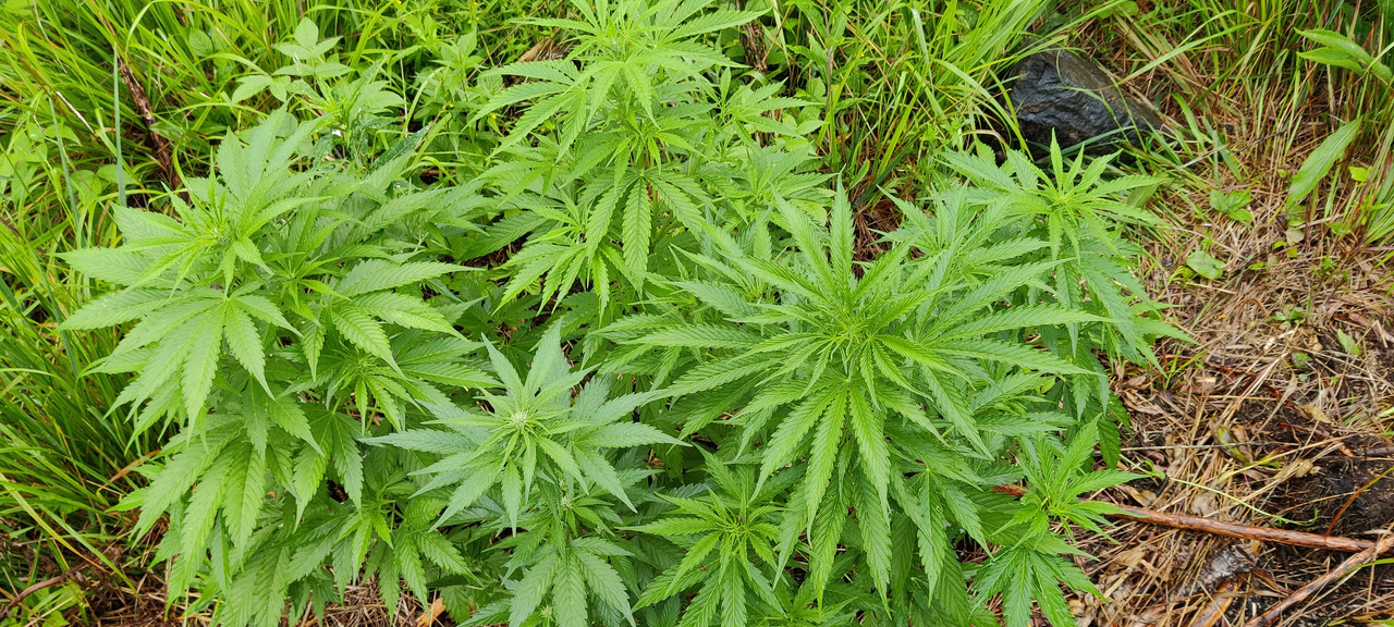 IMG 20250703 145950 — Postimages