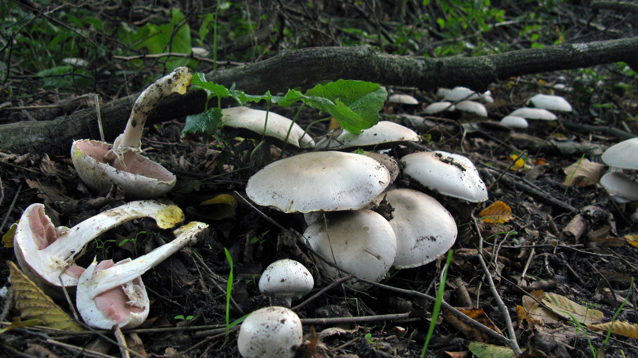 Agaricus xanthodermus AWP 20191013 — Postimages