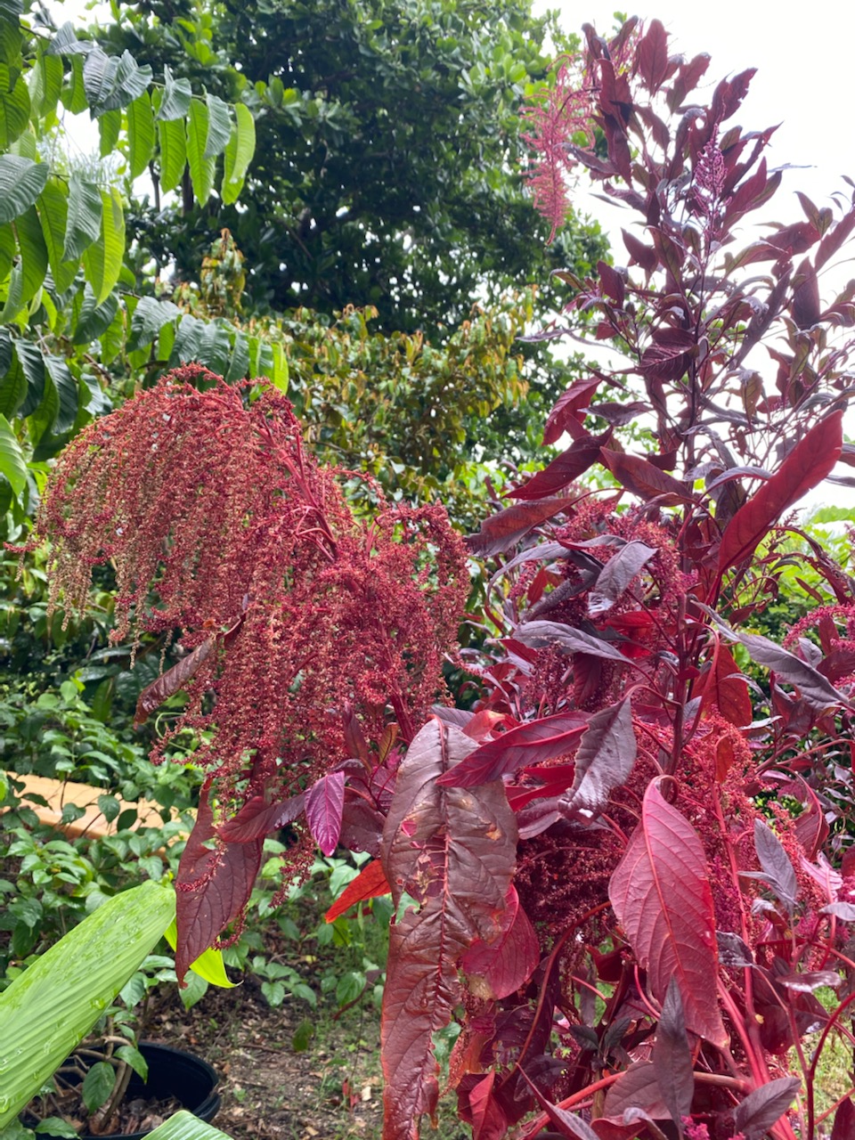 Amaranth Wheat92020 — Postimages