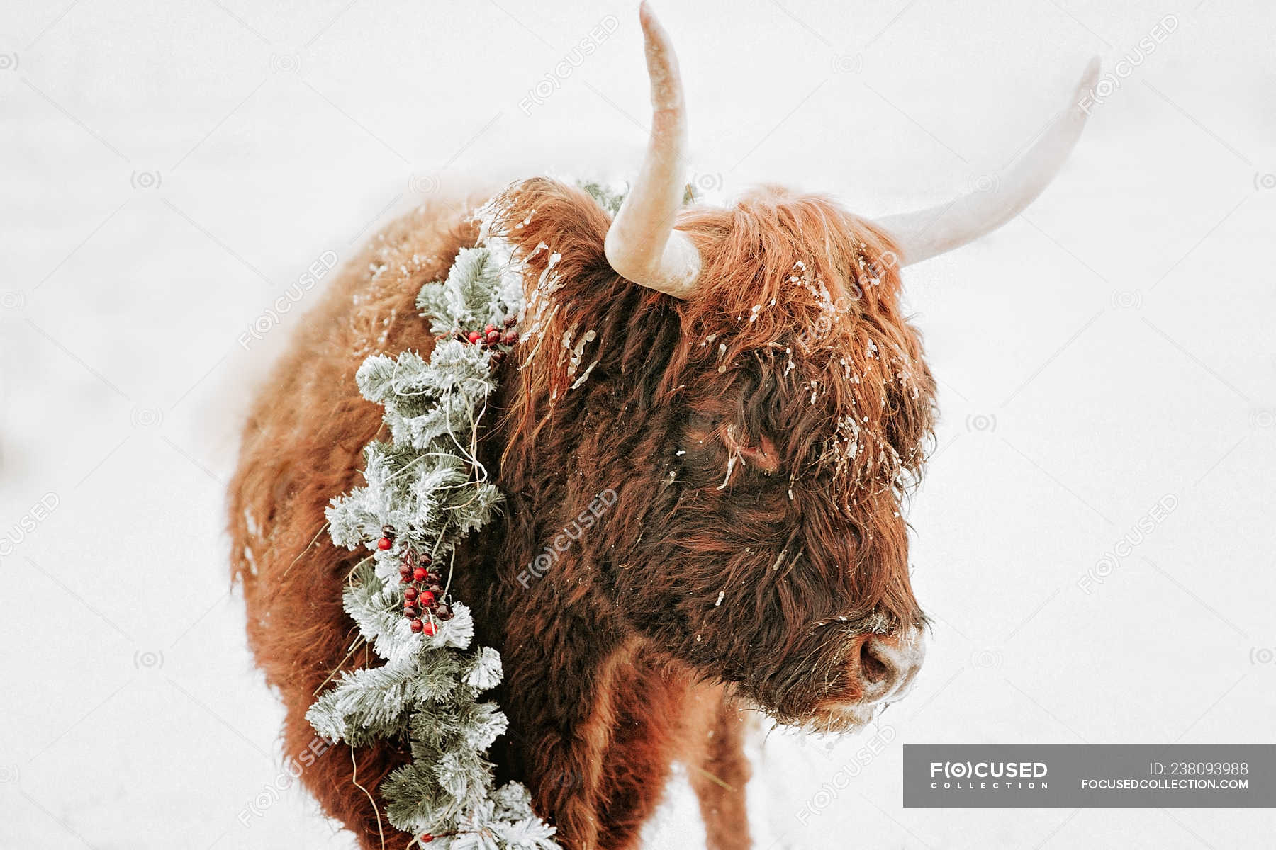 focused 238093988 stock photo portrait highland cow snow wearing — Postimages