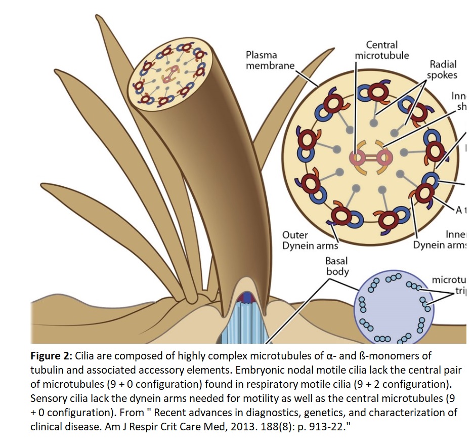 Structure of cilia Neoreviews plus Nov 2017 — Postimages