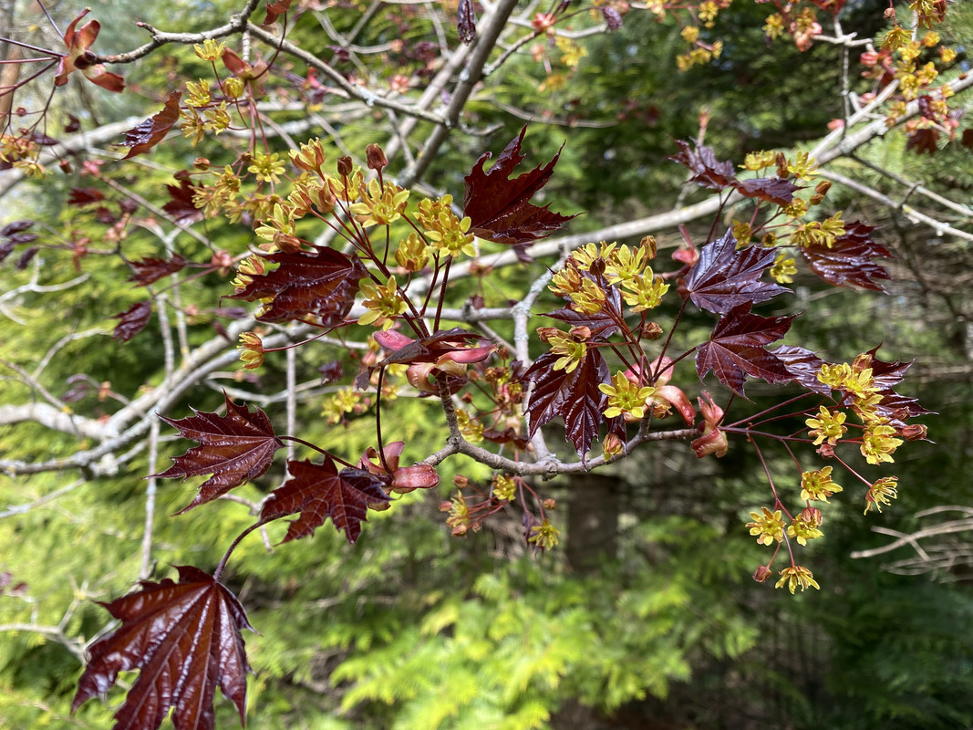 BB072 D54 B199 44 C5 BEFA 1 ED8 F382 CD1 E — Postimages