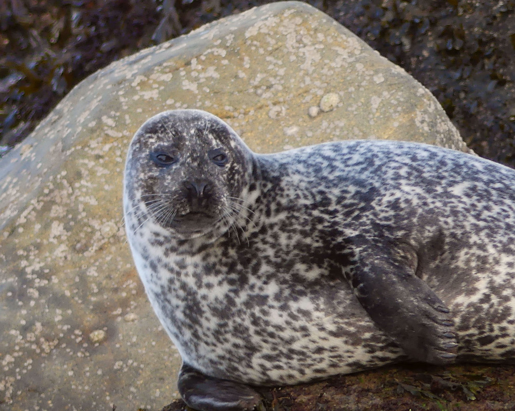 GREY SEAL 16 241023 — Postimages