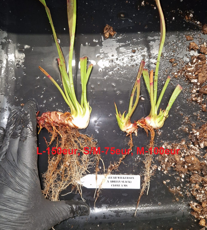 Sarracenia Divisions - Angebote - Gesellschaft für Fleischfressende ...