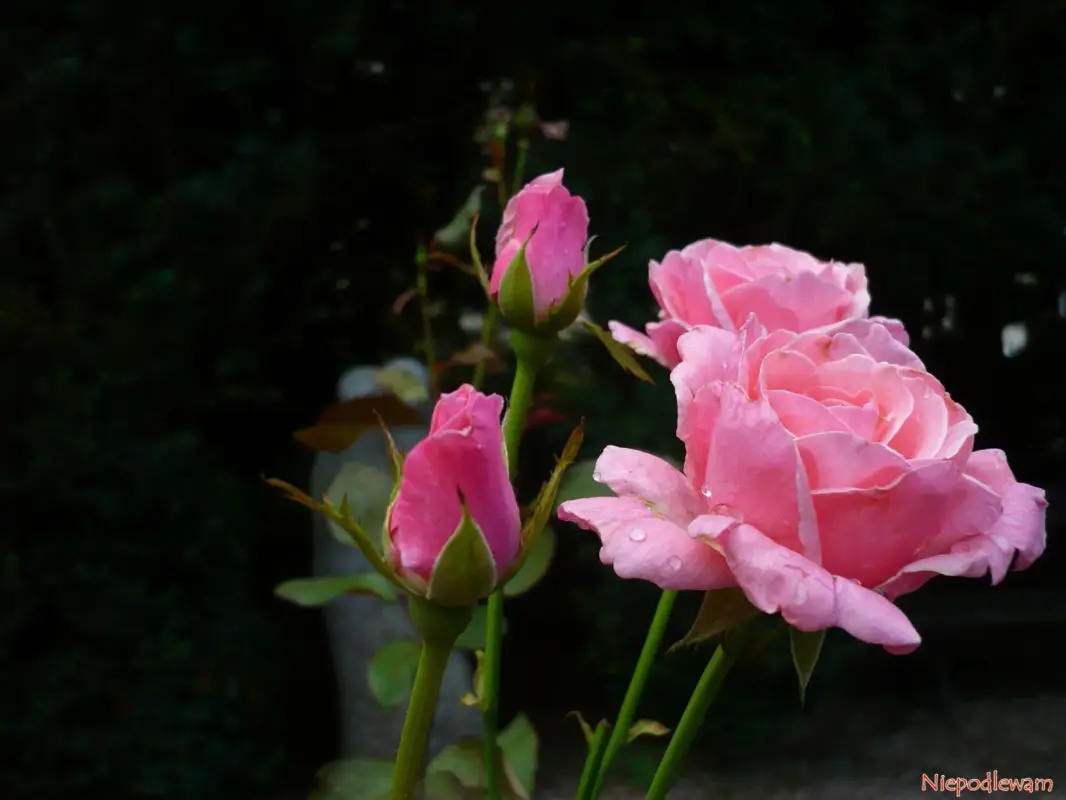 roza rose queen elizabeth rozowa — Postimages