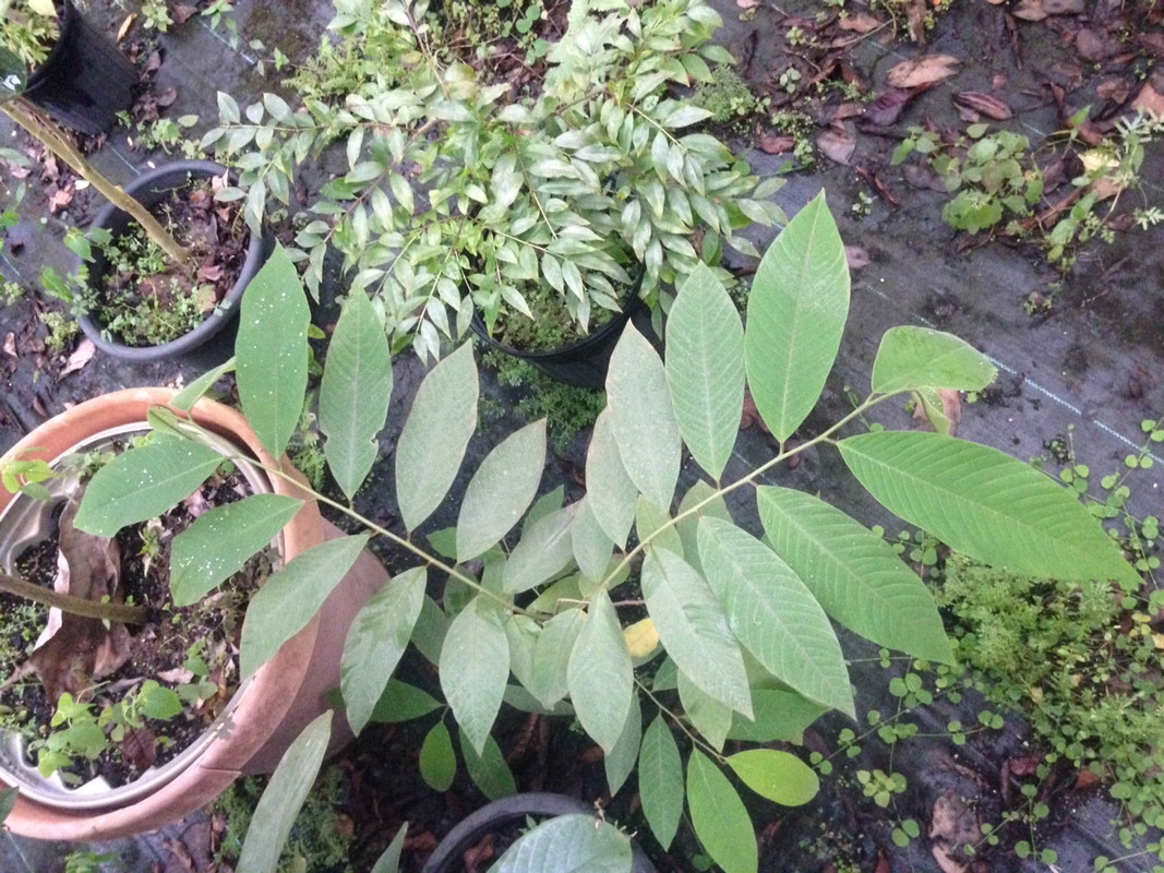 Full Size Render(18) — Postimages