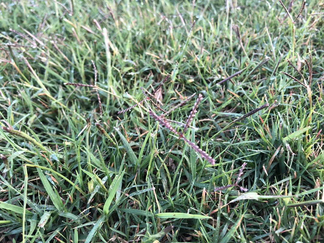 Common Bermuda in Tif 419 | Lawn Care Forum