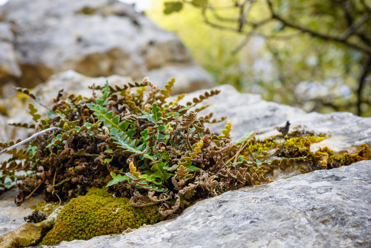 IGP4767 — Postimages