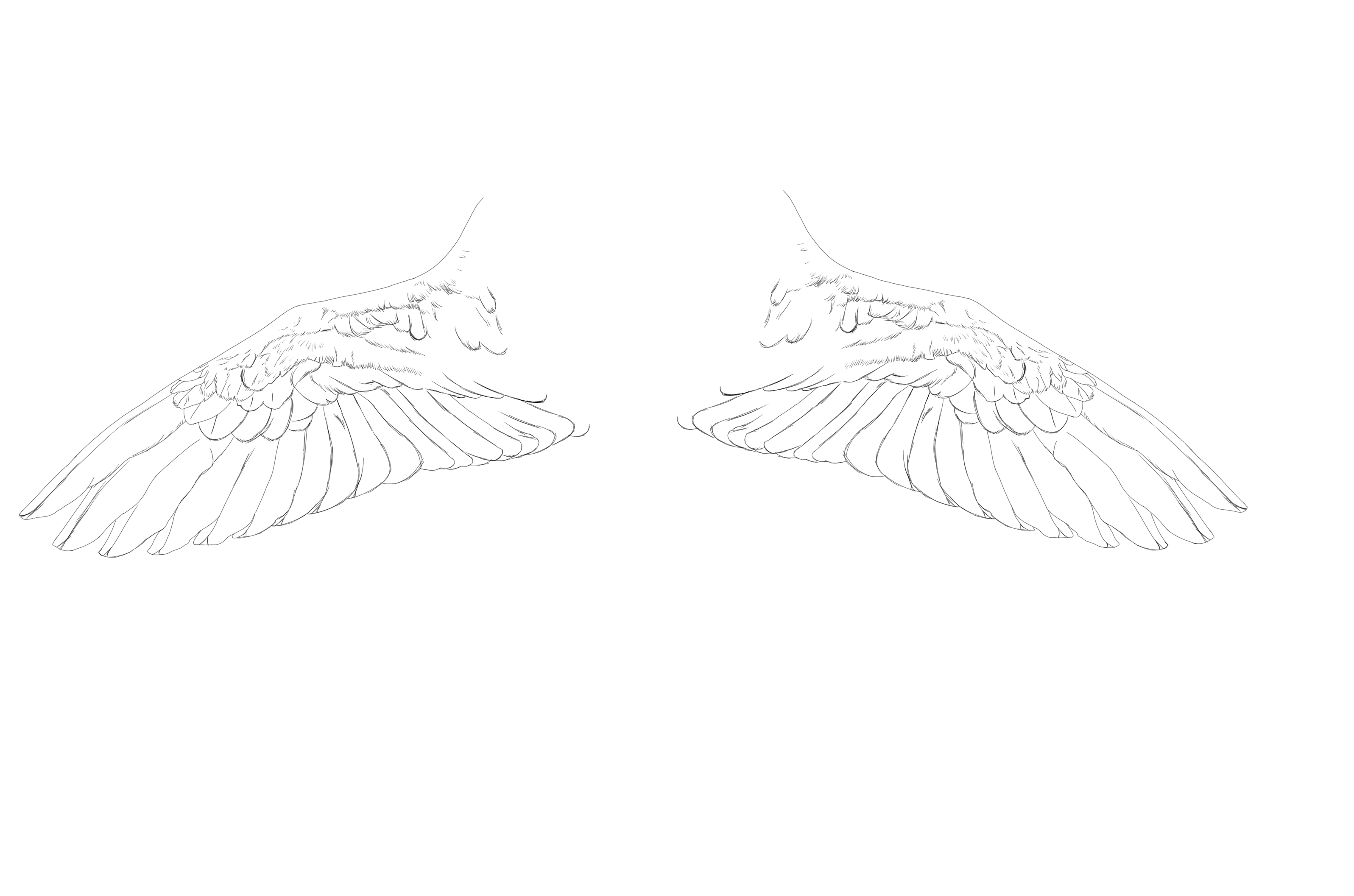 Wings ( real life references used ) — Postimages