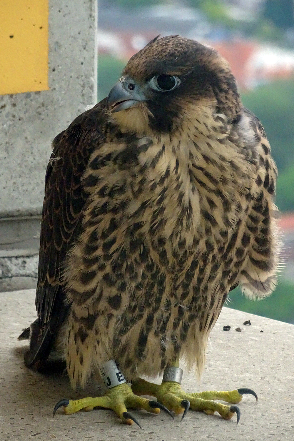 DSC02301 1500 — Postimages