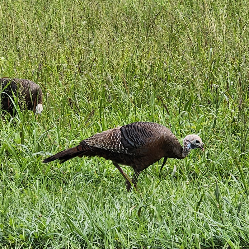 Bearded hen? - 24hourcampfire