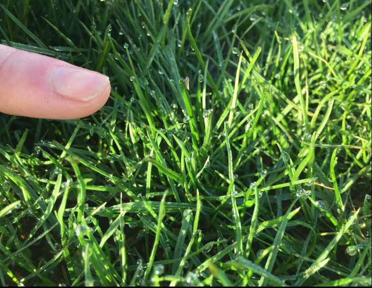 White/Clear Flying Bugs When Mowing | Lawn Care Forum