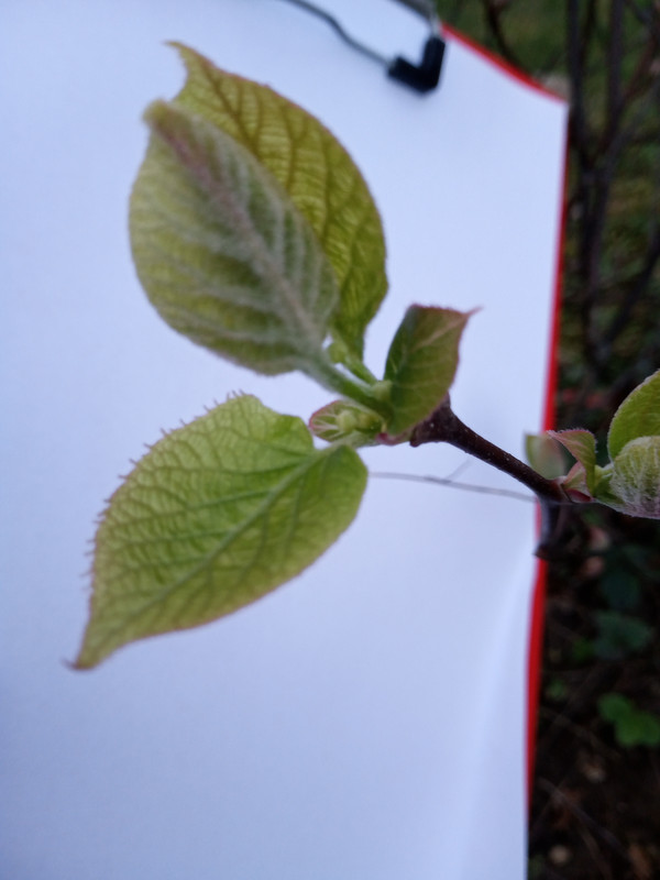 IMG 20240304 164735 333 — Postimages