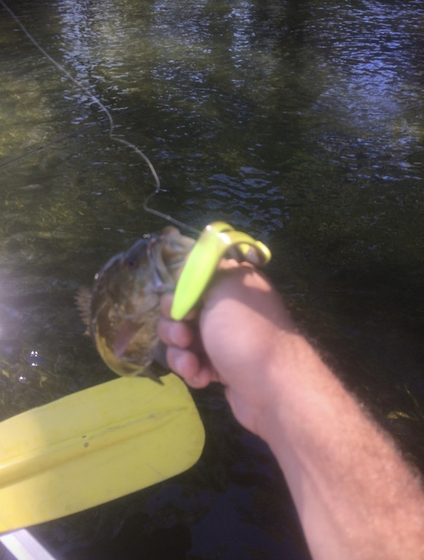 Do Smallmouth Eat Frogs? - Smallmouth Bass Fishing - Bass Fishing Forums