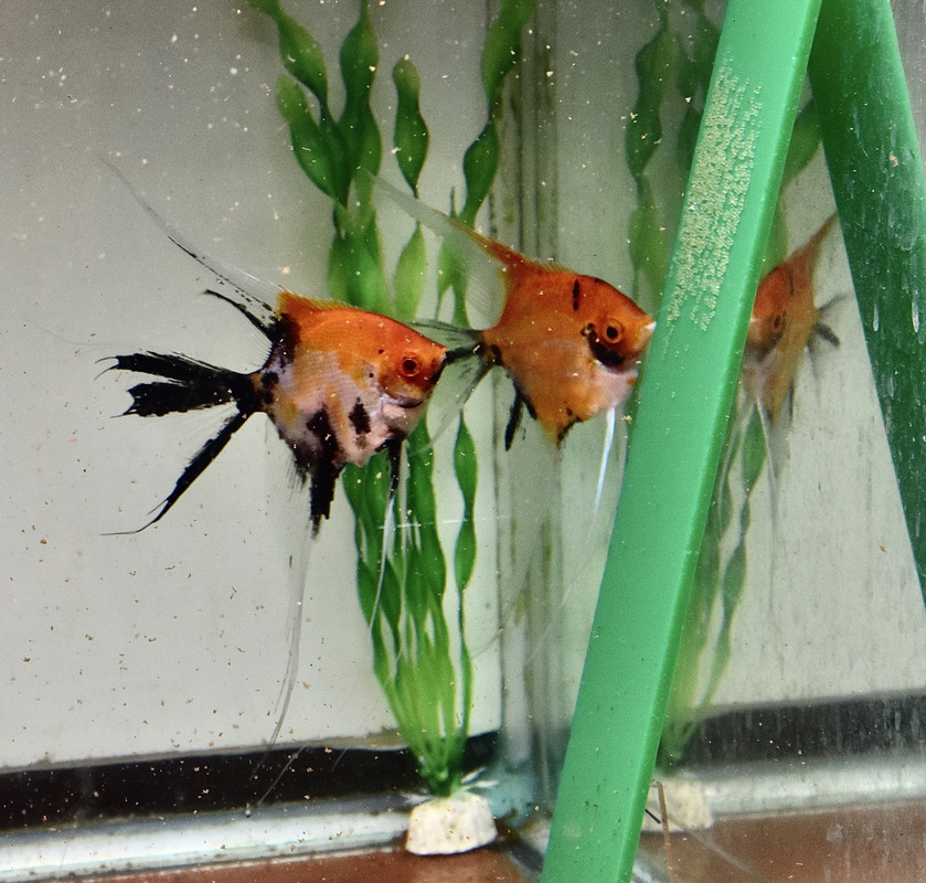 DSC 0054 — Postimages