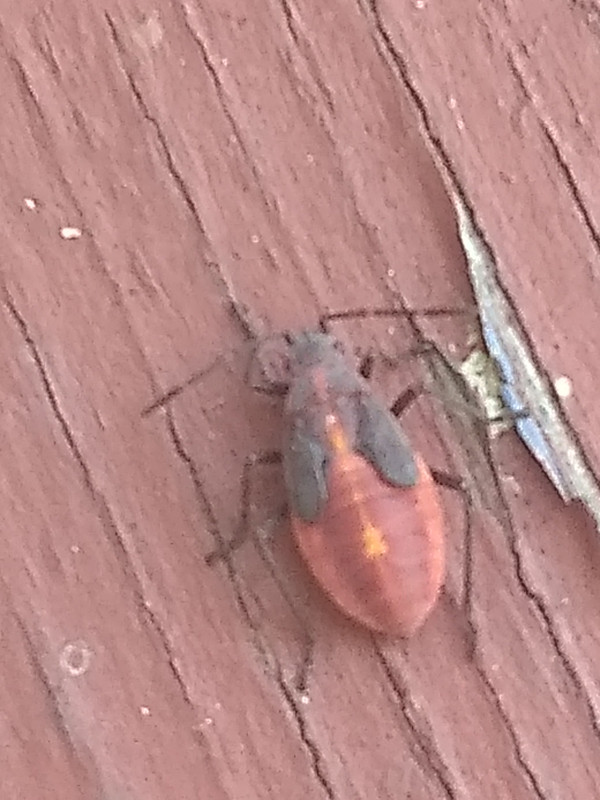 Does anyone know what kind of bug this is? - Democratic Underground Forums