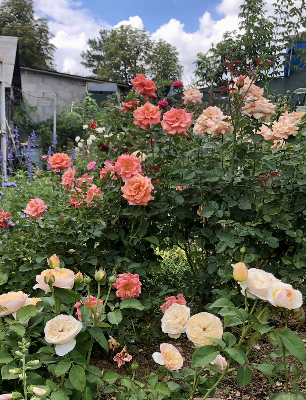 IMG 3688 — Postimages