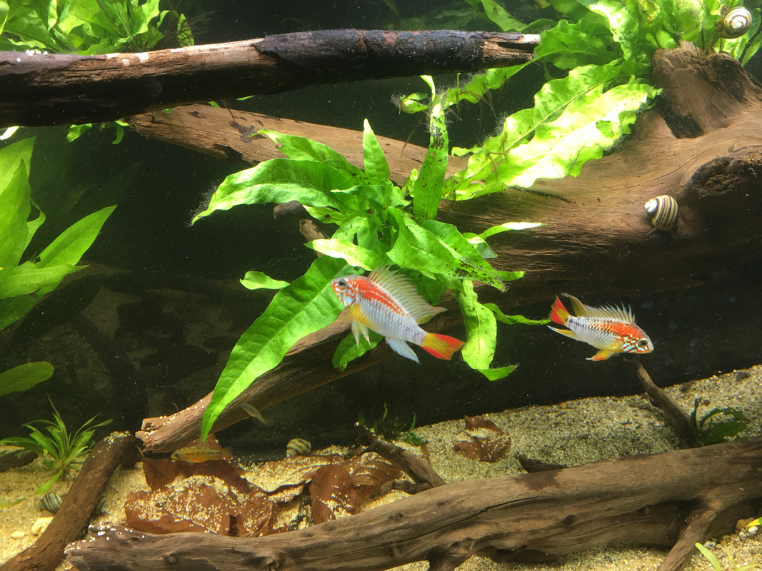 IMG 8038 — Postimages