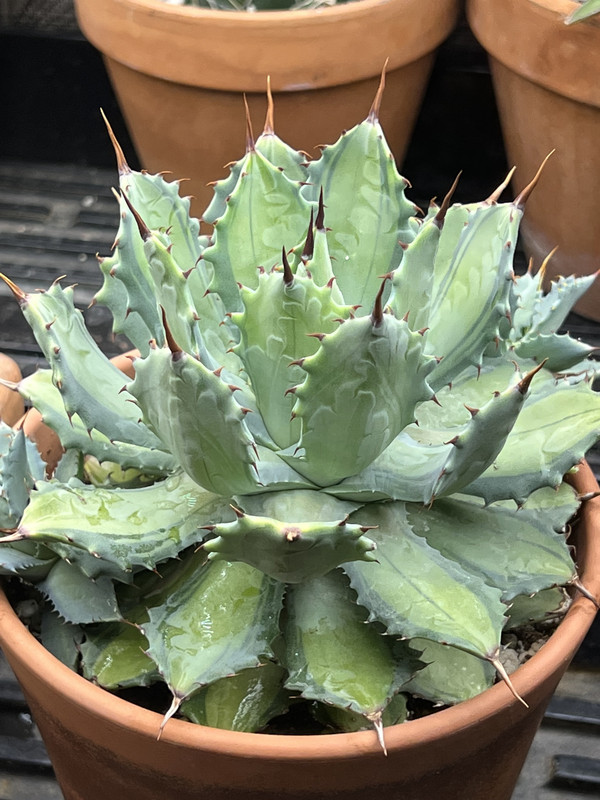 Agave ‘Becky’ - Agaveville