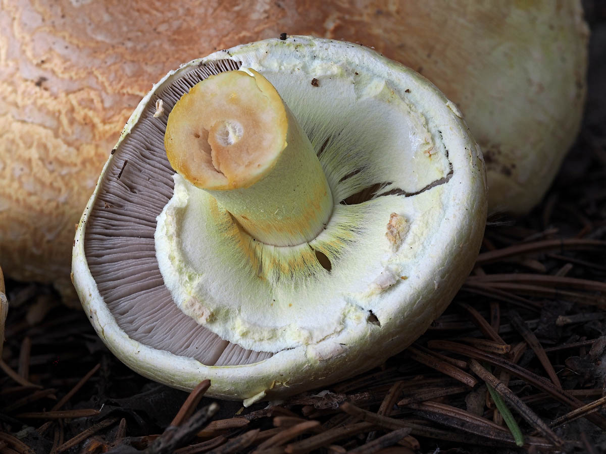 Agaricus xanthodermus 4 SAE 20201002 — Postimages