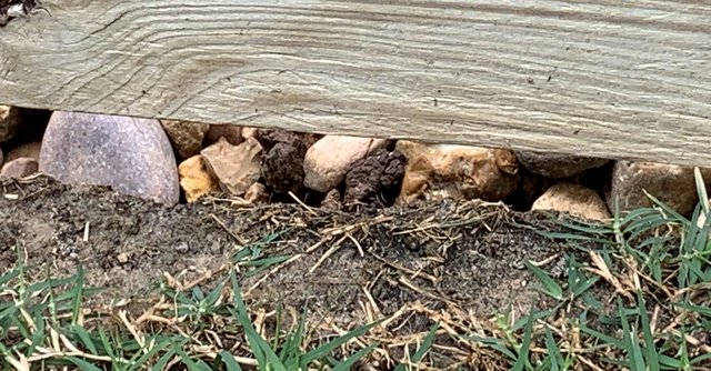 edging/border along fence | Lawn Care Forum