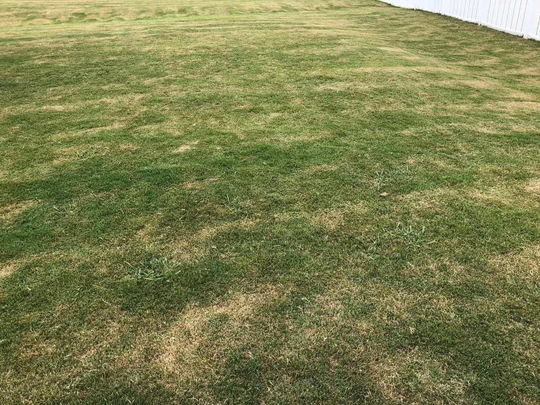 Lawn 1 — Postimages