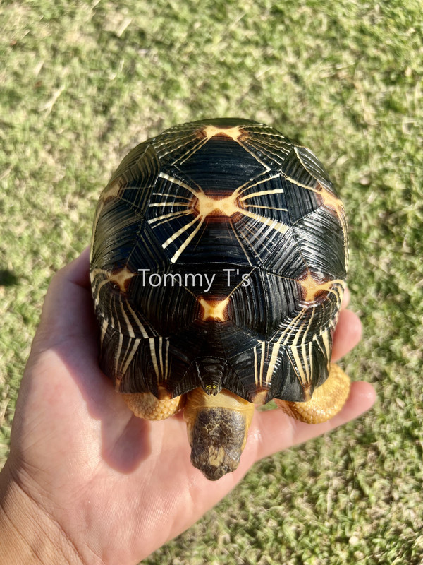 FOR SALE: Get your Beautiful Radiated Tortoises today : ) | Tortoise Forum