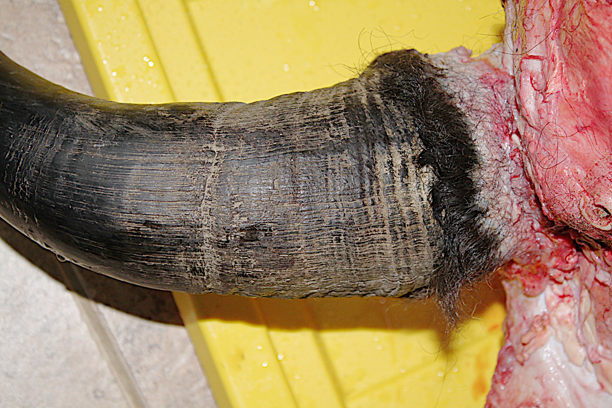 Horn Left Base Rear 1sm — Postimages