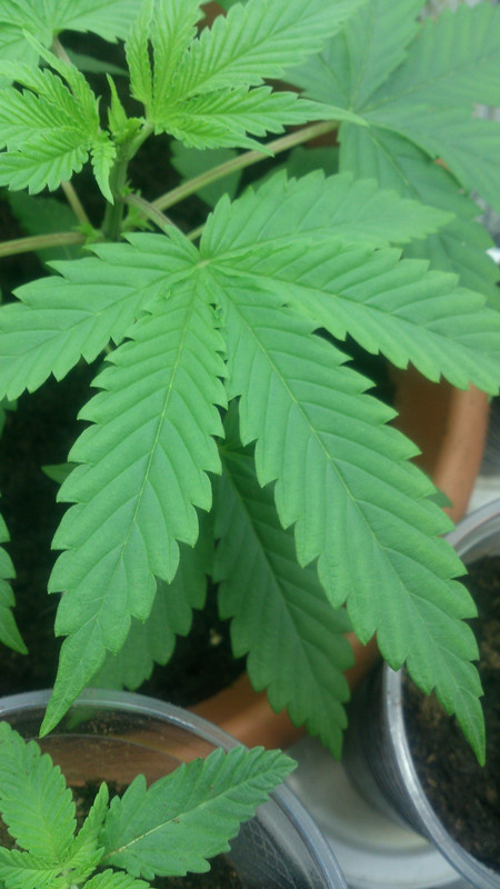 DSC 0271 — Postimages