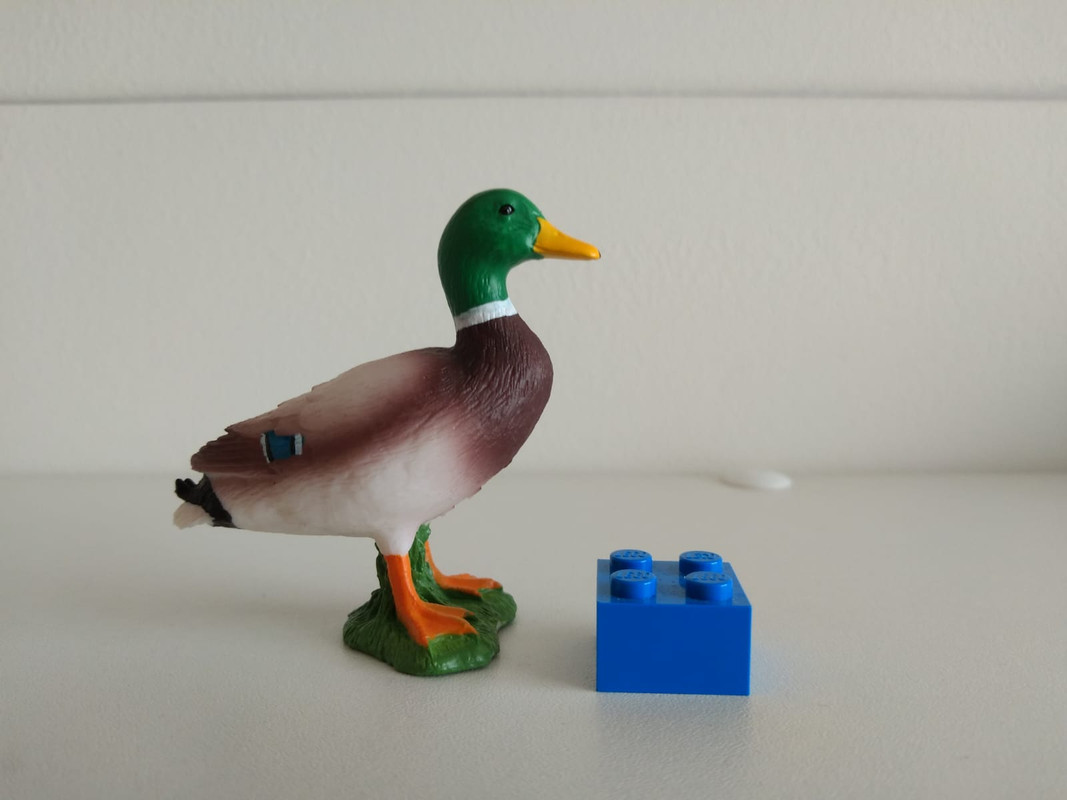 Mojo Fun 2019 animals. photos.