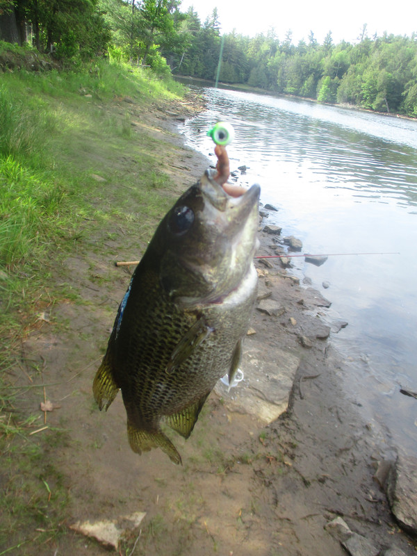 saranac river eyes and perch 002 — Postimages