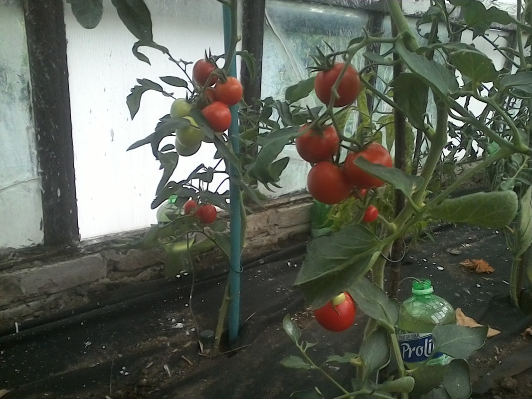 WIN 20170729 12 12 53 Pro — Postimages