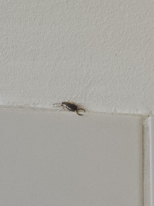 Insect1 — Postimages