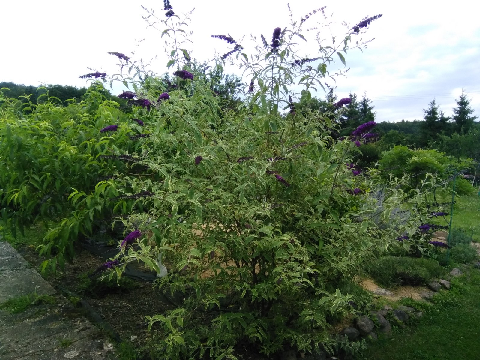 IMG 20210728 082027 — Postimages