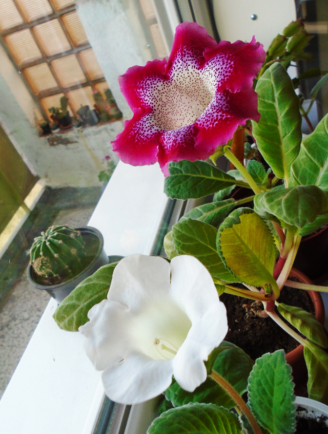 Mont Blanc, Tigrina Red 2017 — Postimages