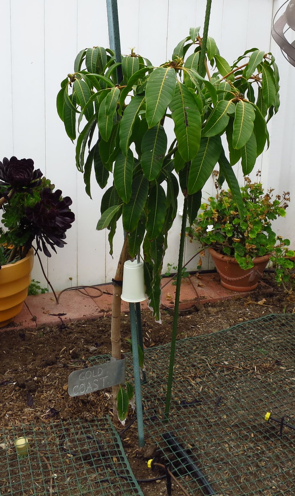 Tree 2 — Postimages