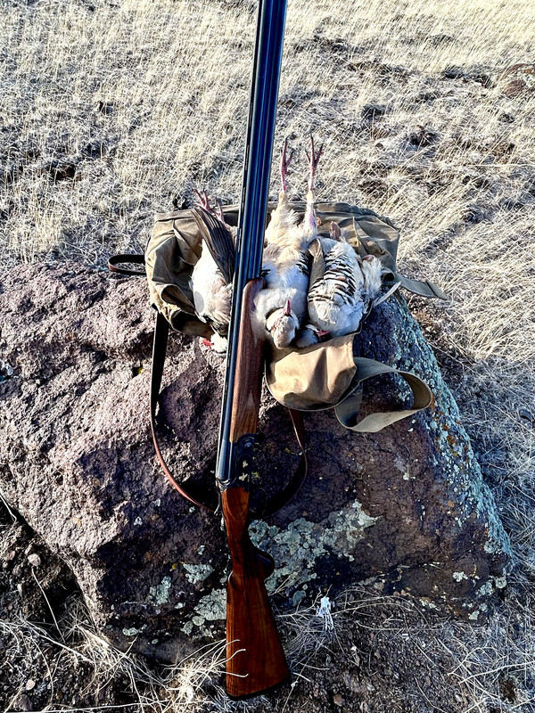 January devil birds - 24hourcampfire