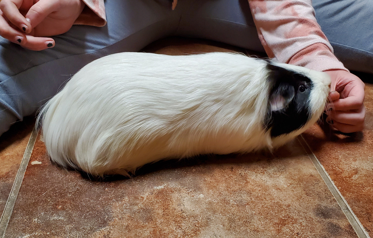 Big piggy — Postimages