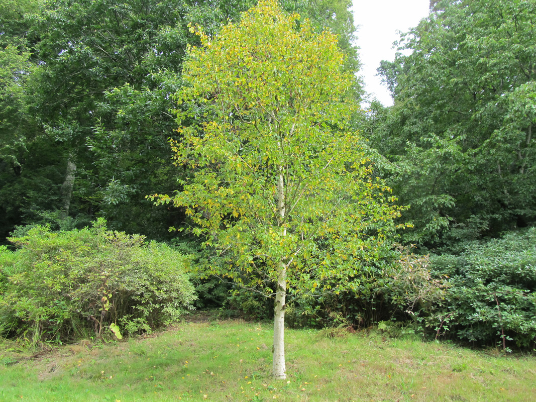 silver birch 1 — Postimages