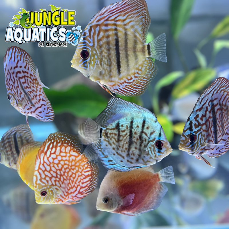 Discus Shipment - OCT 2023 | Tropical Aquariums SA