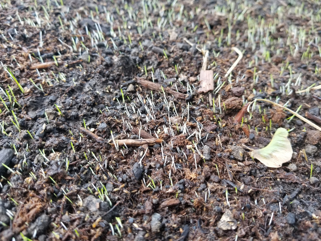 Tenacity bleaching on new grass? | Lawn Care Forum