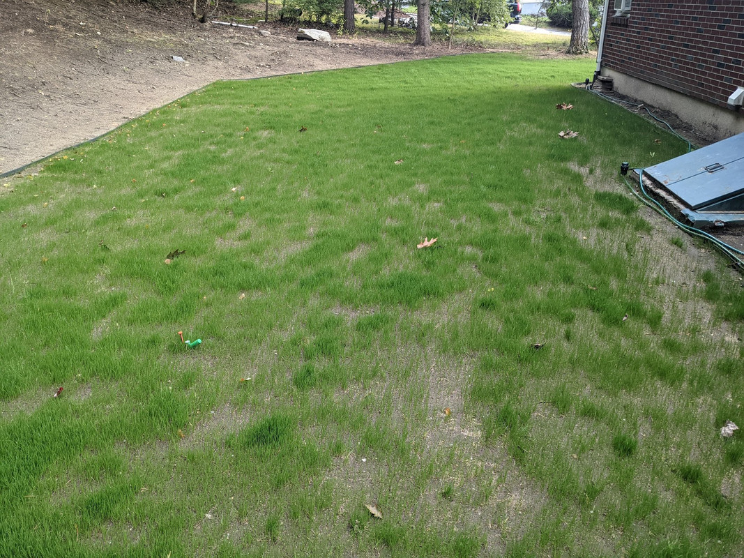 Walking On And Mowing A New Seeded Lawn Lawn Care Forum