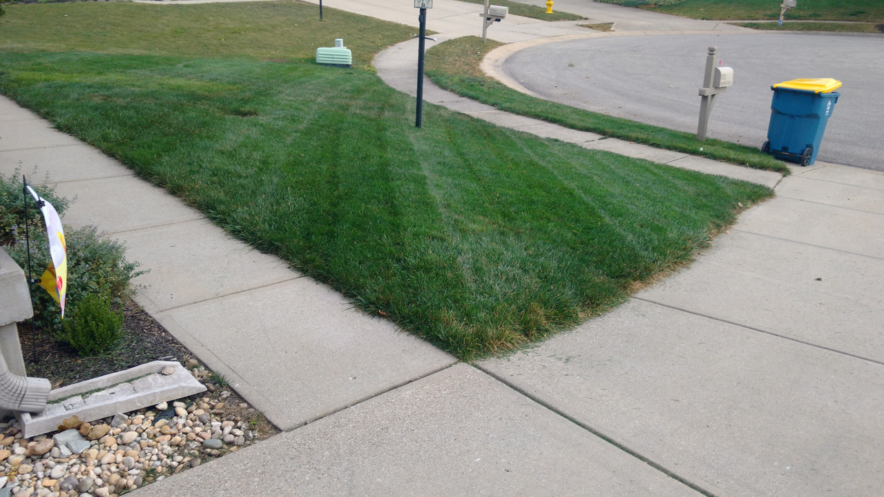 Light green grass patches, is it poa or something else? | Lawn Care Forum