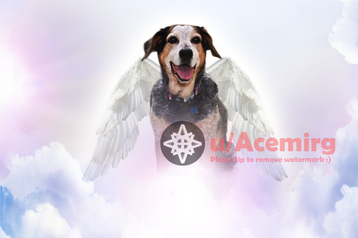 Doggo Sky2 — Postimages